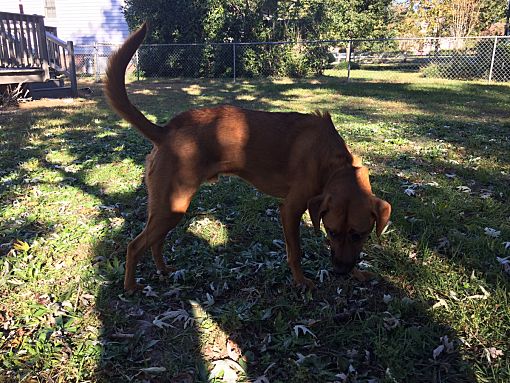 Lexington, SC - Rhodesian Ridgeback/Coonhound. Meet Little John a Pet ...
