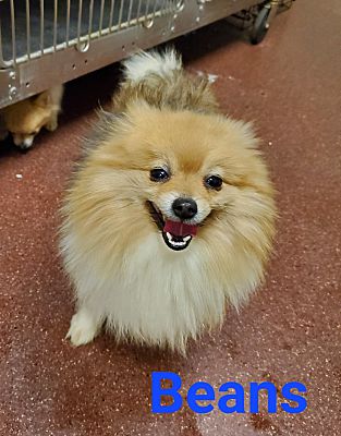 Taylor, MI - Pomeranian. Meet Beans a Pet for Adoption - AdoptaPet.com