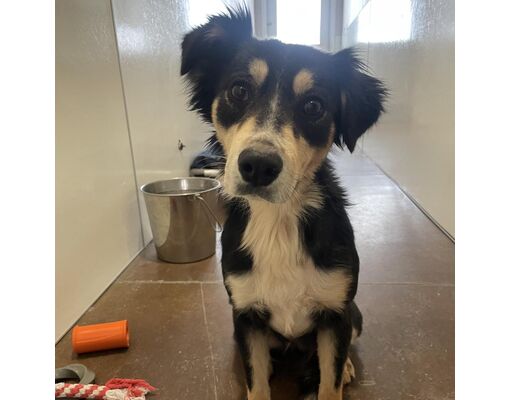 Kanab, UT - Australian Shepherd/Mixed Breed (Medium). Meet Caroline a ...