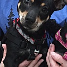 Corgi Puppies - Corgi Rescue and Adoption Near You