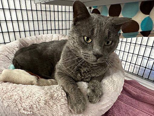 Raleigh, NC - Domestic Shorthair. Meet Macie a Pet for Adoption ...