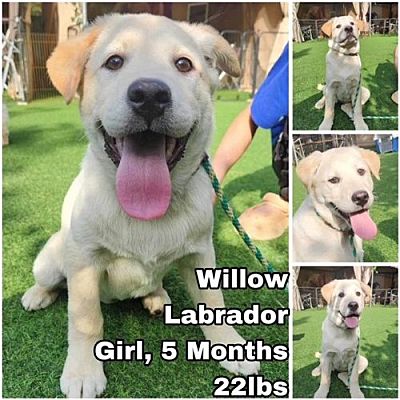 Seattle, WA - Labrador Retriever. Meet Willow from Korea a Pet for ...