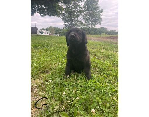 Kitchener, ON - Mixed Breed (Small)/Mixed Breed (Medium). Meet Jade ...