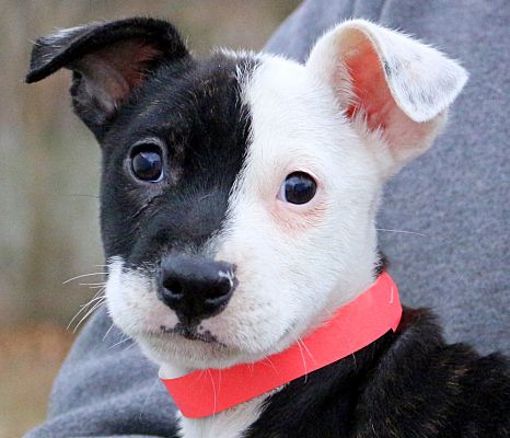 Southbury, CT - Boston Terrier/Border Collie. Meet Neopolitan~meet me ...