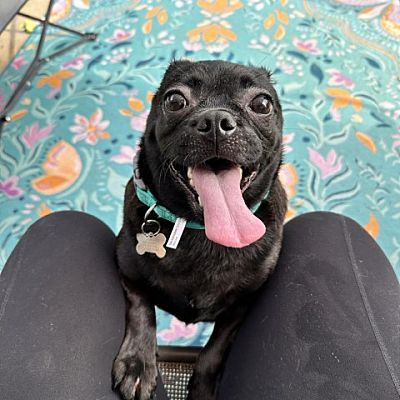 Huntsville, AL - Pug. Meet Ethel a Pet for Adoption - AdoptaPet.com