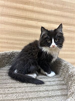 Yardley, PA - Domestic Longhair. Meet Ripley a Pet for Adoption ...