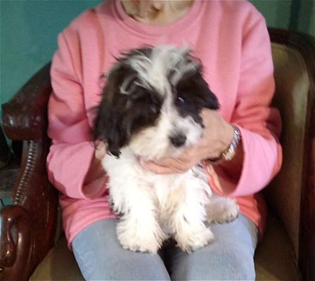 Wheaton, IL - Lhasa Apso/Toy Poodle. Meet Stella a Pet for Adoption ...