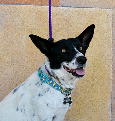 Albuquerque, NM - Australian Cattle Dog. Meet Willow a Pet for Adoption ...