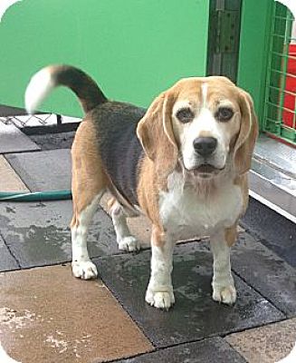 New York, NY - Beagle. Meet Bailey a Pet for Adoption - AdoptaPet.com