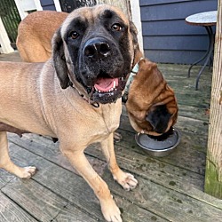 Exton, PA - English Mastiff. Meet Onie a Pet for Adoption - AdoptaPet.com