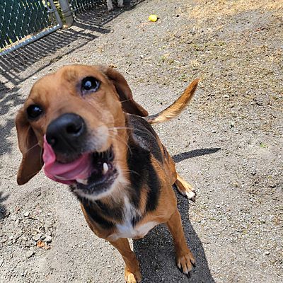 Orange, VA - Beagle. Meet Collette a Pet for Adoption - AdoptaPet.com