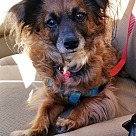 Papillon Puppies - Papillon Rescue and Adoption Near You