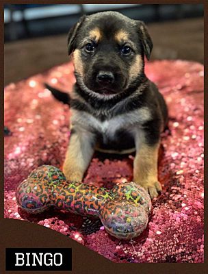 Spokane, WA - German Shepherd Dog. Meet BINGO a Pet for Adoption ...
