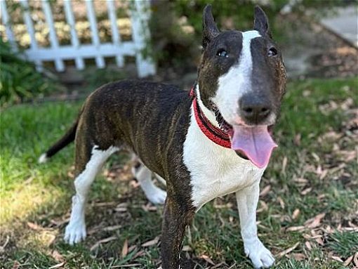 San Clemente, CA - Bull Terrier. Meet COOKIE a Pet for Adoption ...