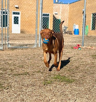 Norman, OK - Hound (Unknown Type). Meet Marley a Pet for Adoption ...