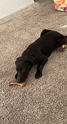 Shelby Township, MI - Labrador Retriever/Bearded Collie. Meet Cooper a ...