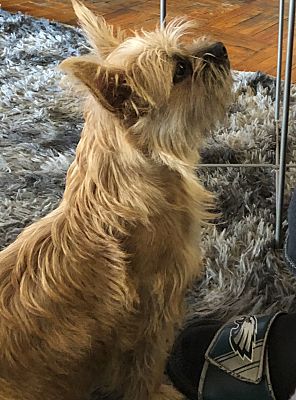Philadelphia, PA - Yorkie, Yorkshire Terrier/Shih Tzu. Meet Ginger a ...