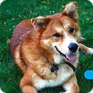 Corgi Puppies - Corgi Rescue and Adoption Near You