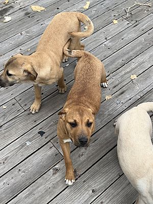 Ukiah, CA - Great Pyrenees/Rhodesian Ridgeback. Meet N/A a Pet for ...