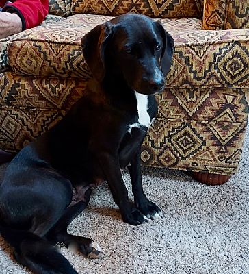Sparta, NJ - Beagle/Labrador Retriever. Meet Deborah a Pet for Adoption ...