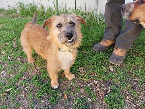 Portland, OR - Border Terrier/Cairn Terrier. Meet Mike a Pet for ...