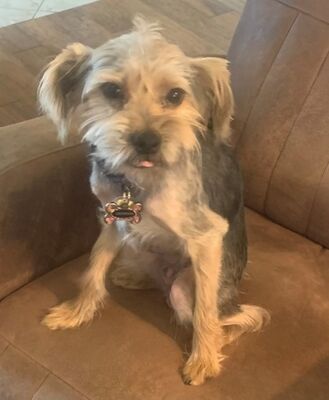 Tulsa, OK - Yorkie, Yorkshire Terrier. Meet Rocket a Pet for Adoption ...
