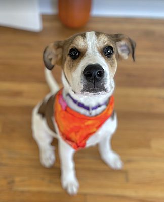 Berkeley Heights, NJ - Labrador Retriever/Mixed Breed (Medium). Meet ...
