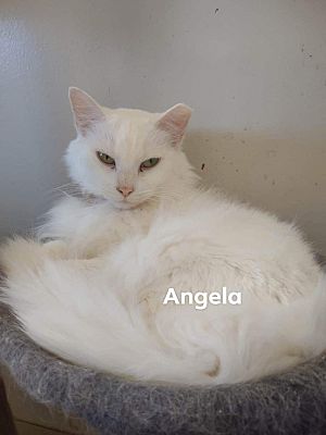 Upper Saddle River, NJ - Turkish Angora. Meet Angela a Pet for Adoption ...