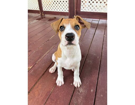 Bulverde, TX - Samoyed/Boxer. Meet Biscuit 6-29-24 a Pet for Adoption ...