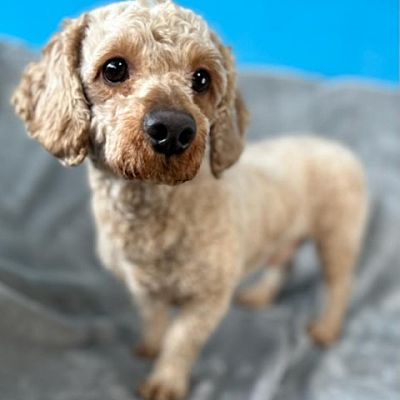 Raytown, MO - Poodle (Miniature). Meet Stewie a Pet for Adoption ...