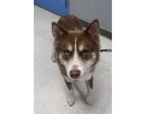 Gulfport, MS - Alaskan Klee Kai/Mixed Breed (Medium). Meet Copper a Pet ...