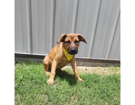 Rochester, NY - Golden Retriever. Meet Brookie JuM a Pet for Adoption ...