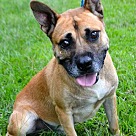 French Bulldog Puppies - Rescue and Adoption Near You