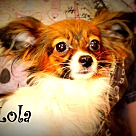 Papillon Puppies - Papillon Rescue and Adoption Near You