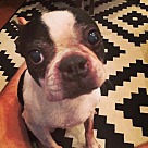 Boston Terrier Puppies - Boston Terrier Rescue and Adoption