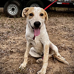 Portland, OR - English Pointer/English (Redtick) Coonhound. Meet Quill ...