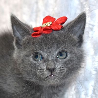 Springfield, OH - Domestic Shorthair. Meet Shimmer a Pet for Adoption ...