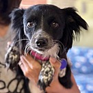 Papillon Puppies - Papillon Rescue and Adoption Near You