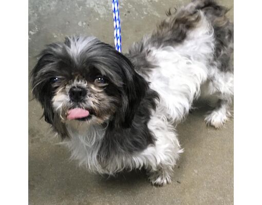 Greenville, SC - Shih Tzu. Meet Miracle a Pet for Adoption - AdoptaPet.com
