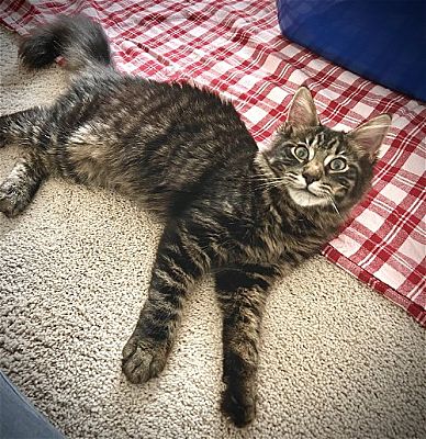 Ft Myers, FL - Maine Coon. Meet Angus a Pet for Adoption - AdoptaPet.com