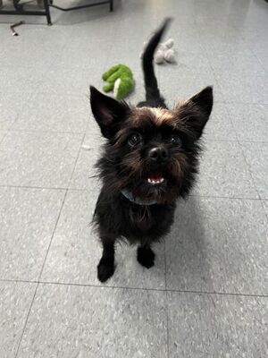Niagara Falls, NY - Yorkie, Yorkshire Terrier. Meet Waffles a Pet for ...