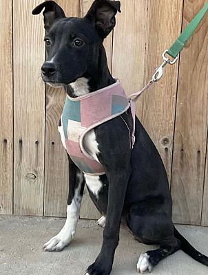 San Diego, CA - Whippet/Mixed Breed (Medium). Meet Valery a Pet for ...