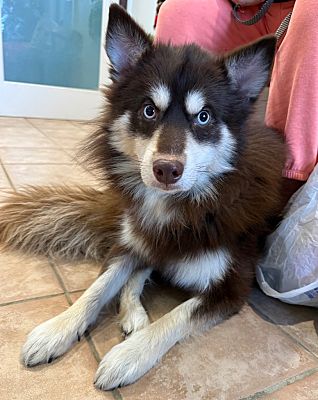 Archbold, OH - Pomeranian/Husky. Meet Bear (Pomsky) a Pet for Adoption ...