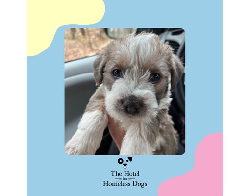 Cumberland, RI - American Staffordshire Terrier/Mixed Breed (Medium ...