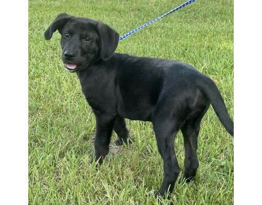 Tyler, TX - Labrador Retriever/Mixed Breed (Medium). Meet Alfie a Pet ...