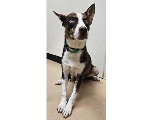 Phoenix, AZ - Alaskan Klee Kai/Mixed Breed (Medium). Meet Todd a Pet ...