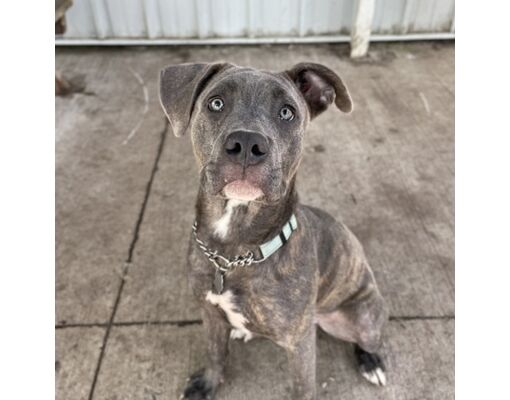 Kingston, ON - Boxer/Mixed Breed (Medium). Meet Tortoise a Pet for ...