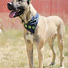 Great Dane Puppies - Great Dane Rescue and Adoption Near You