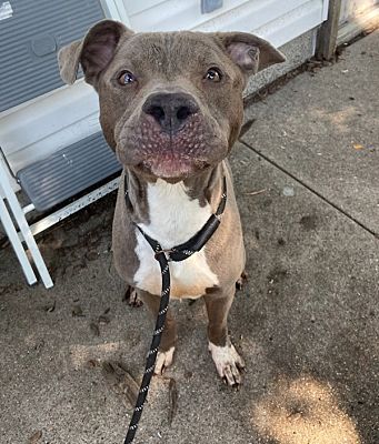 Lincoln, NE - Staffordshire Bull Terrier. Meet Ricky Bobby a Pet for ...