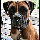 Boxer Puppies - Boxer Rescue and Adoption Near You